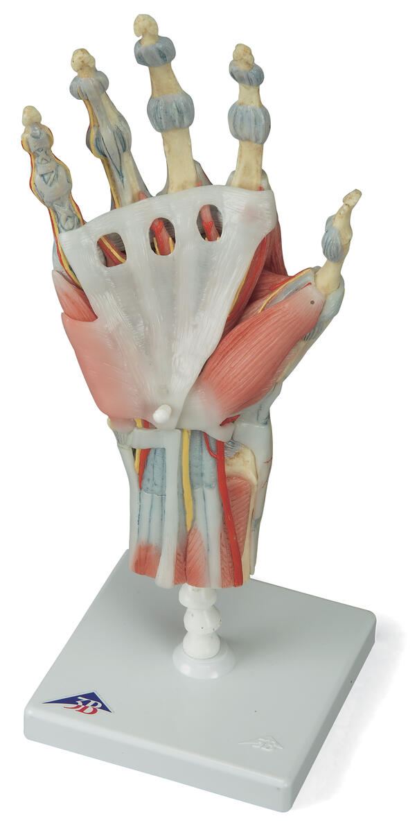 Ranne ja kämmen, 4-osainen - Lekolar Suomi